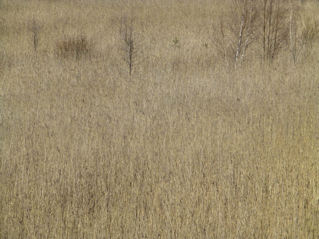 field of disappearance – Lily Kiara