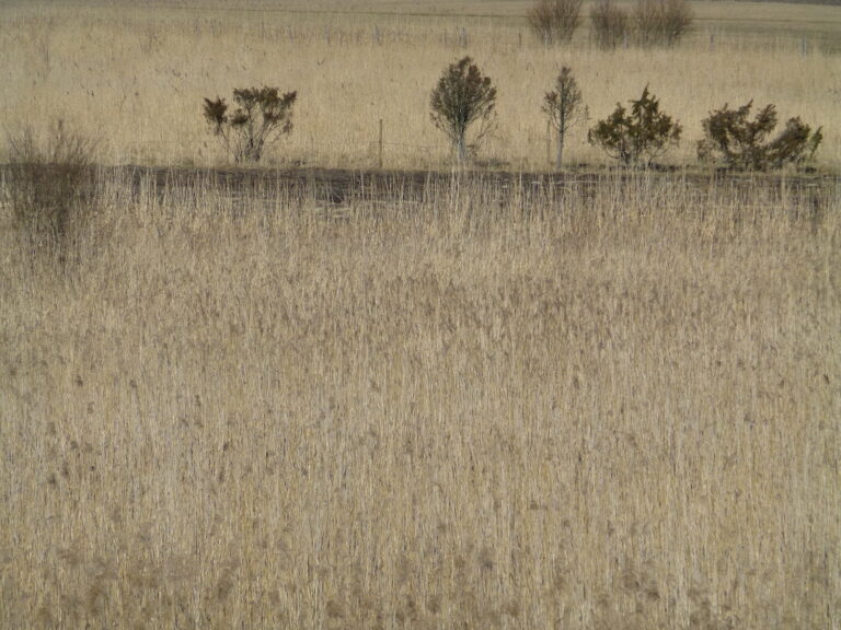 field of disappearance – Lily Kiara